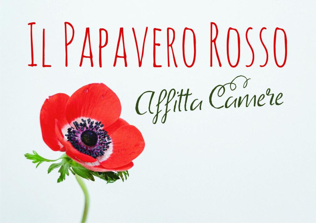 Il papavero rosso, Navelli (aktualisierte Preise für 2024)