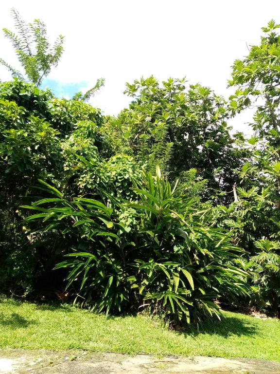 Nature, Fort-de-France (updated prices 2025)