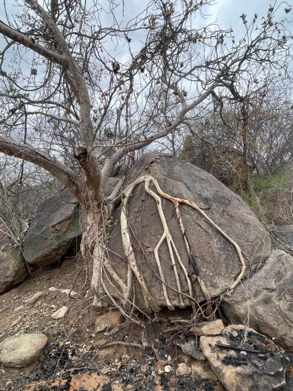 Zambalile @Letaba Ranch, Letaba Wildlife Reserve (updated prices 2026)