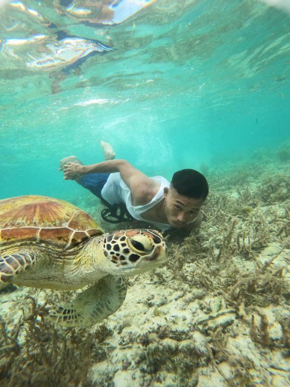 Moalboal Indino's Guesthouse sardines run and sea turtle 1 minute ...