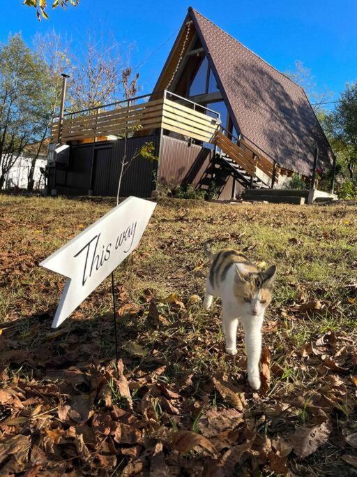 Tiny A Frame, Ciutura – Updated 2024 Prices