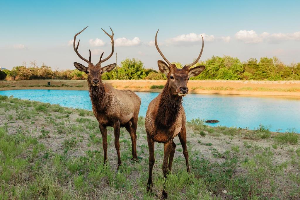 Bent Creek Lodge, Springtown (updated prices 2025)