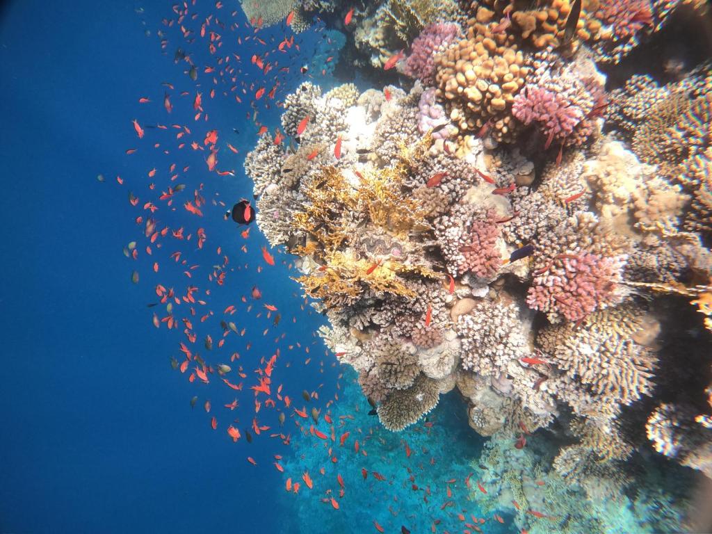 Abou Saif-Egyptian flag, Dahab (updated prices 2024)