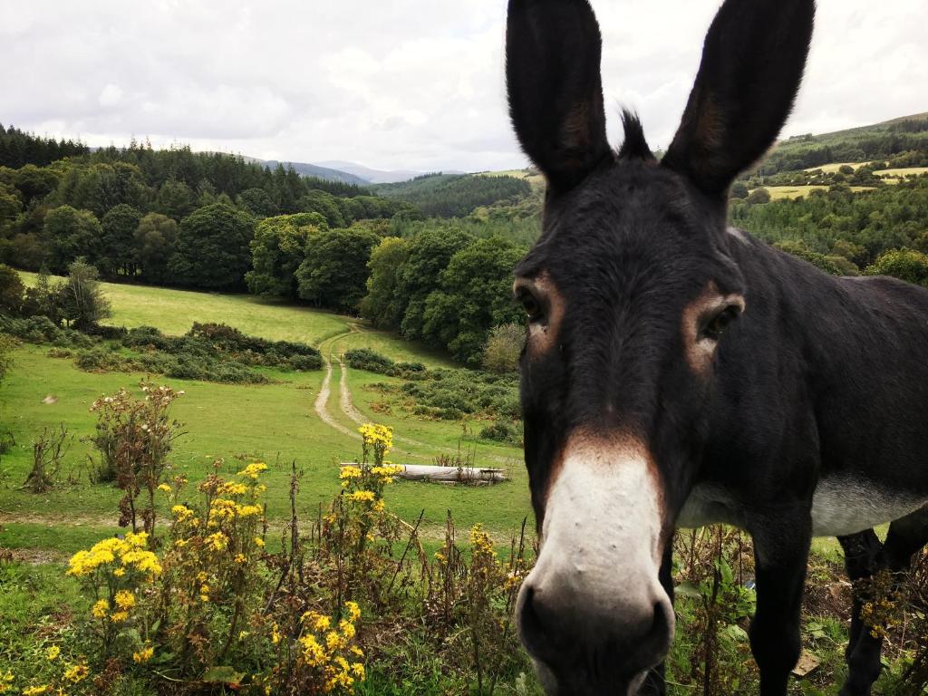 Clara Vale Farm House Retreat, Rathdrum (updated prices 2026)