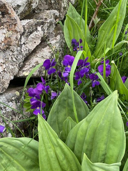 Buron Cœur d’Aubrac, Marchastel (updated prices 2025)