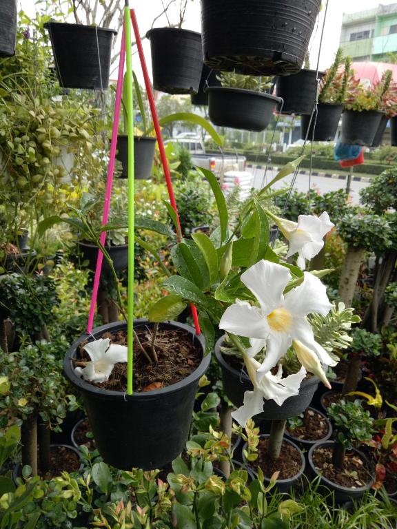 Dania Cottage - Rom Garden Homestay, 쿠칭 (2024년 최신 요금)