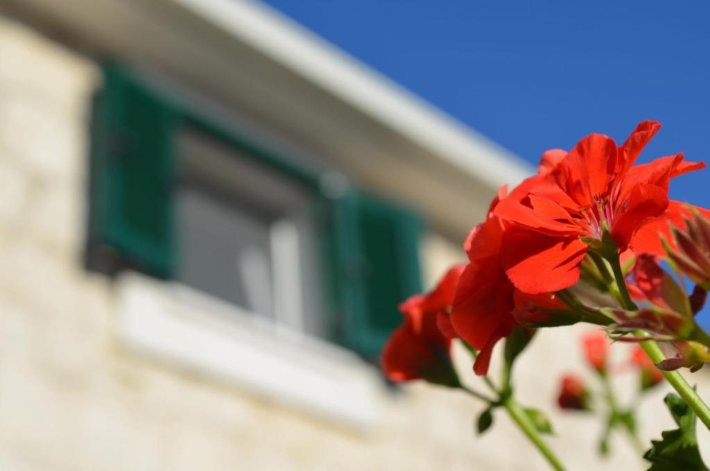 House Little Flower, Trogir (bijgewerkte prijzen 2025)