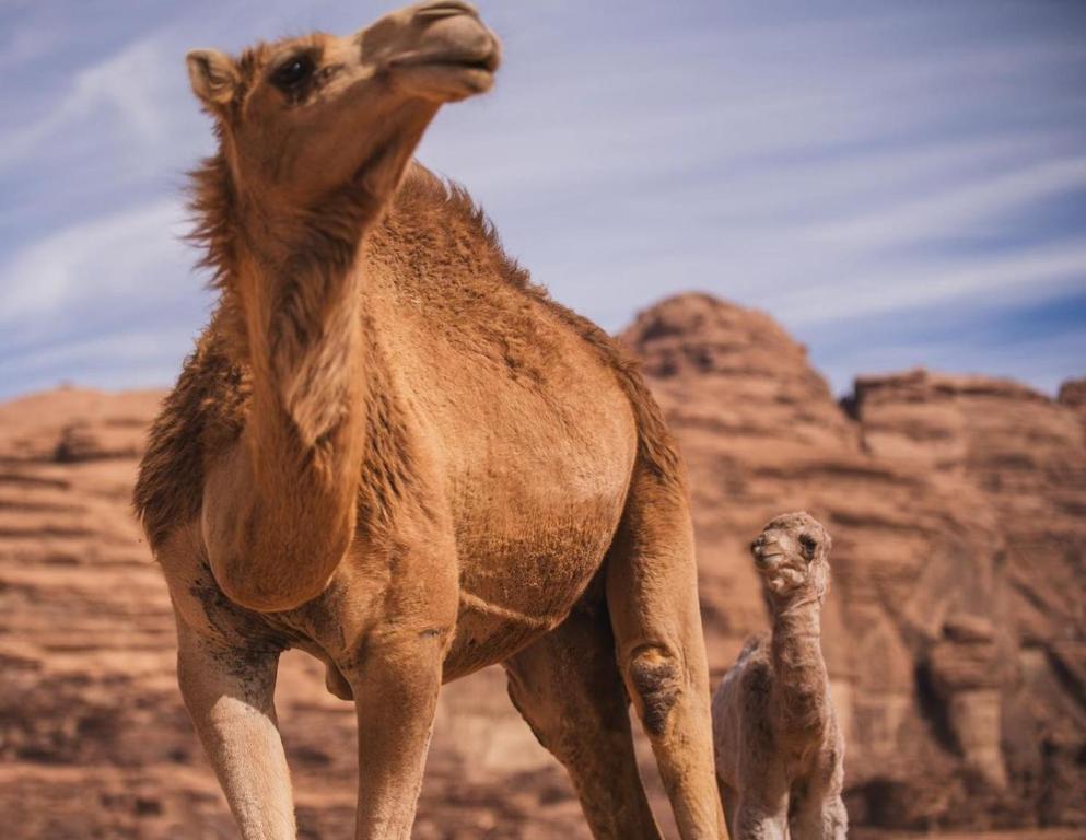 mohamid zwaidih camp, Disah (updated prices 2025)