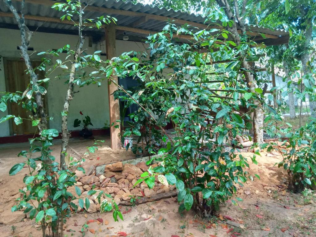 Cinnamon Forest Nature Rooms, Mirissa (precios actualizados 2025)