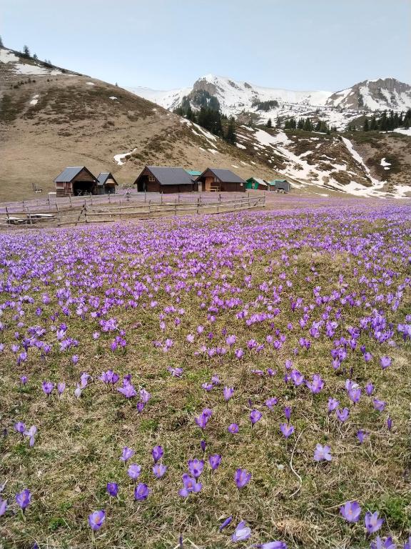 Katun Siska Medna Dolina, Berane (updated prices 2025)