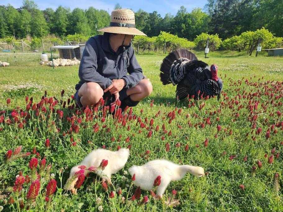 Phoenix Farms Vineyard, Edward (updated prices 2025)