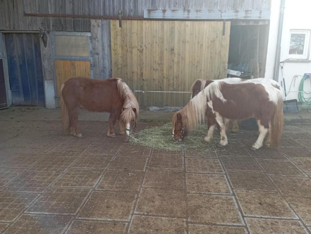 Fischer Ranch, Westerheim (updated prices 2024)