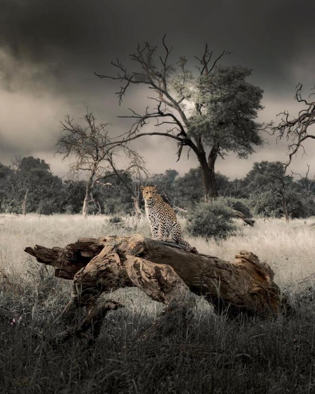 Big Cats Namibia Farmstay & Tours, Outjo (updated prices 2026)