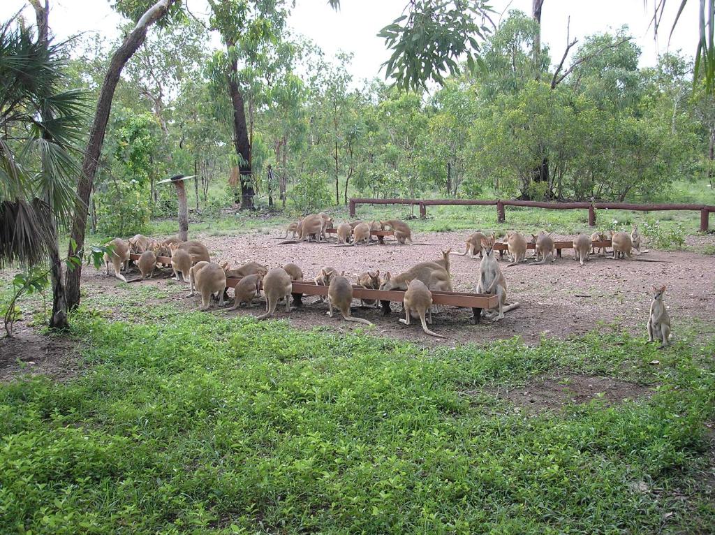 Nina's Ark Wildlife Sanctuary Package, Batchelor (updated prices 2026)