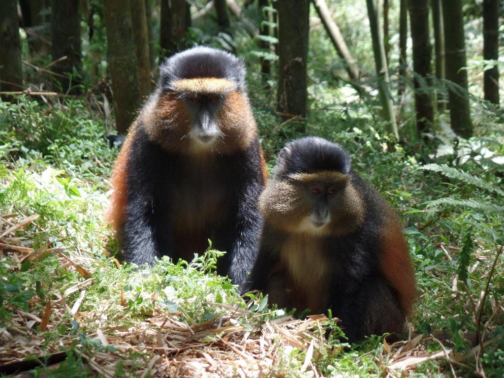 Sharp Island Gorilla Lodge, Lake Bunyonyi, Kashasha (updated prices 2025)