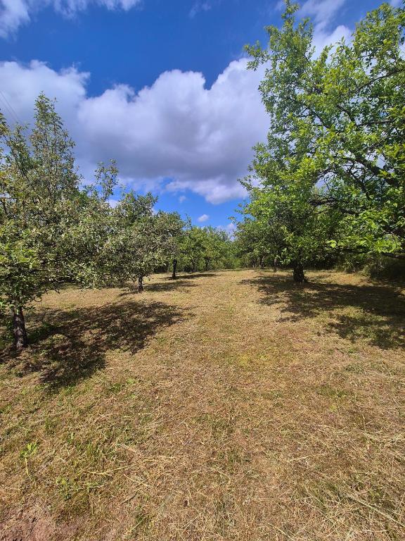 Cabana Porolissum, Moigrad (updated prices 2025)