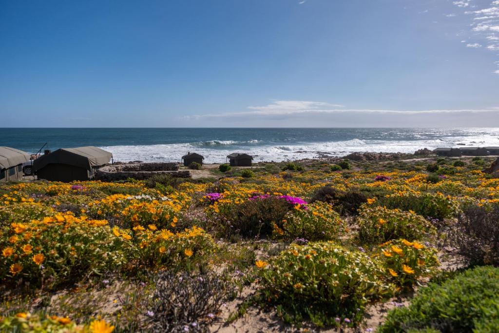 Namaqua Flowers Beach Camp, Strandfontein (updated prices 2025)