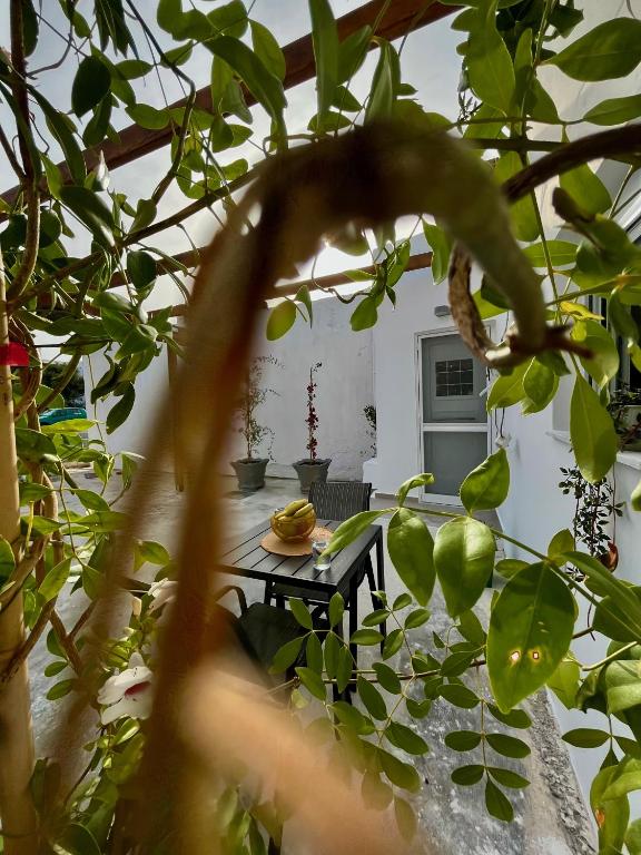 Relax under the mulberry tree, Istro (updated prices 2025)