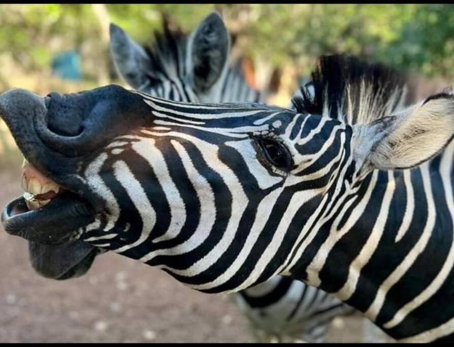 Motlôpi At Kruger, Marloth Park – Aktualisierte Preise für 2024