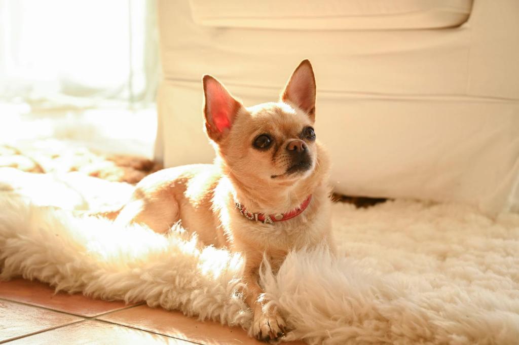 Villa Alegre Playa Calpe Grupo Terra de Mar, alojamientos con encanto ...