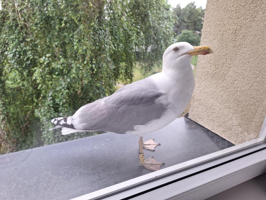 Ganyklos prie fontano, Palanga (updated prices 2026)