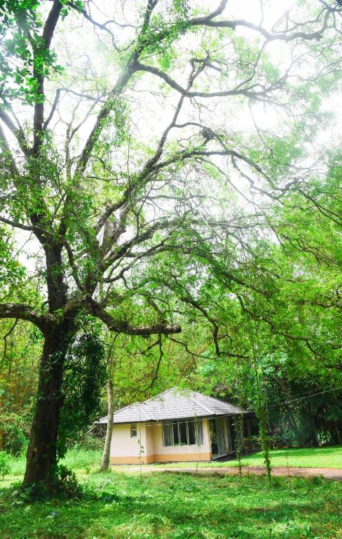 Debaraliyadda Estate, Pannala (updated prices 2025)