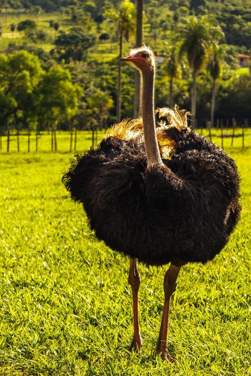 Mbuni Granja de Avestruz, Nueva Colombia (updated prices 2025)