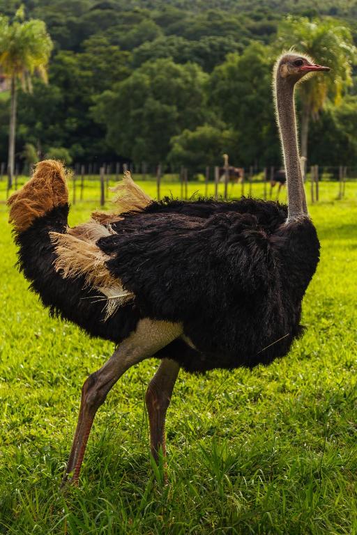 Mbuni Granja de Avestruz, Nueva Colombia (updated prices 2025)