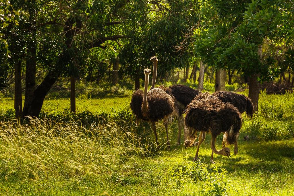 Mbuni Granja de Avestruz, Nueva Colombia (updated prices 2025)