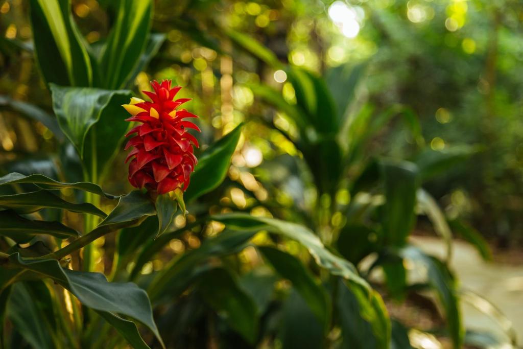 Mbuni Granja de Avestruz, Nueva Colombia (updated prices 2025)