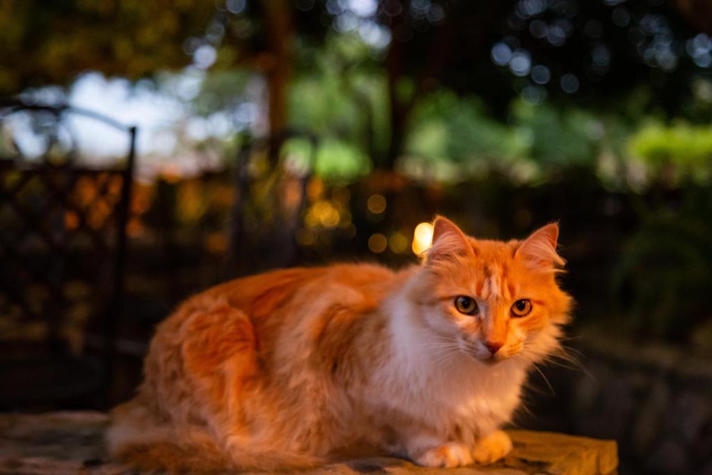 Mbuni Granja de Avestruz, Nueva Colombia (updated prices 2025)