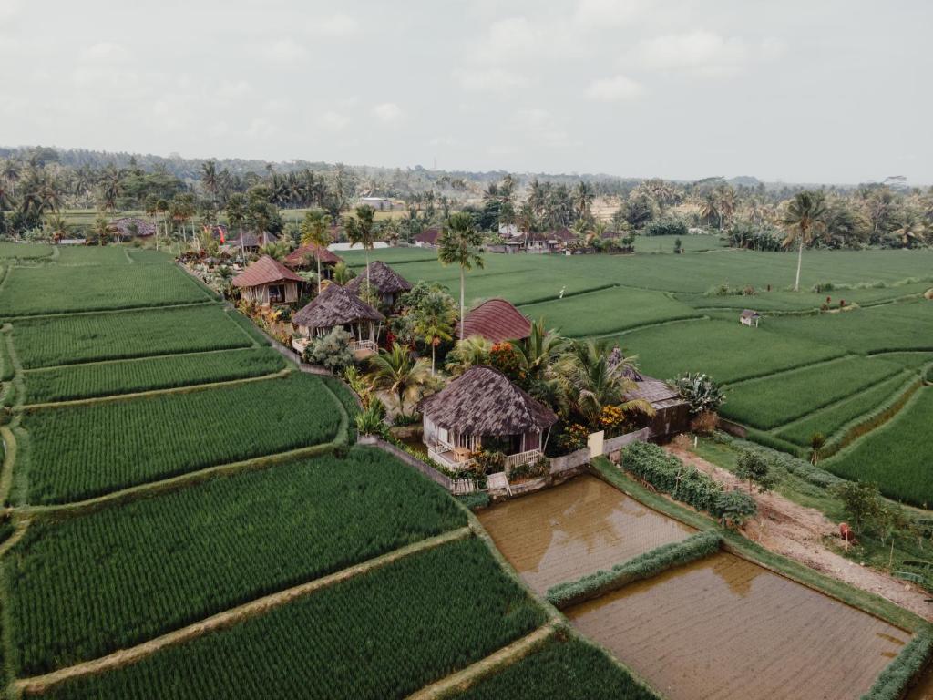 Padi Bali Retreat, Payangan (updated prices 2025)