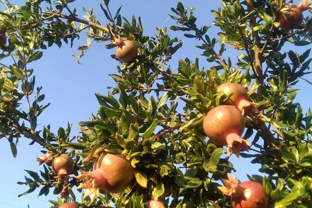 Pomegranate Seaside Corner, Fanárion (updated prices 2025)