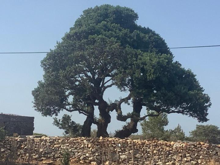 Skinos, Frátsia (updated prices 2025)