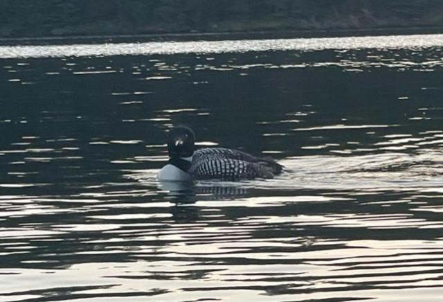 Sure Game Wilderness Resort, Wirt (updated prices 2025)