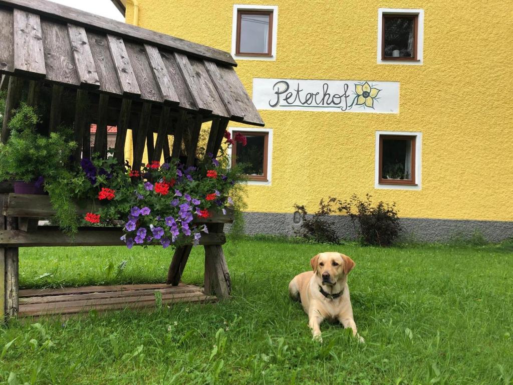 Peterhof – komm als Gast & geh als Freund, Hinterstoder (aktualisierte Preise für 2026)