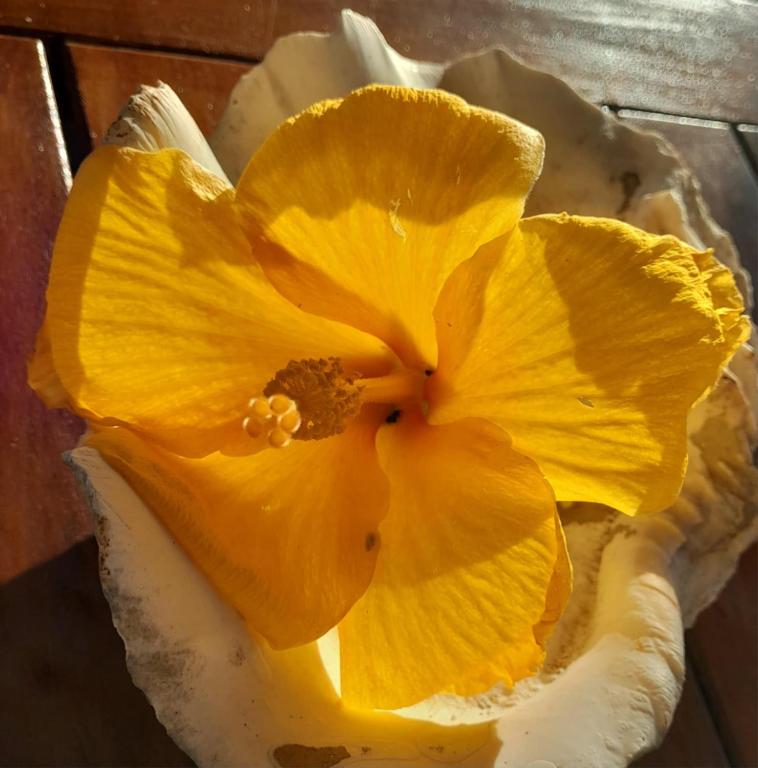 New Mavida Lodge, Levuka (updated prices 2025)