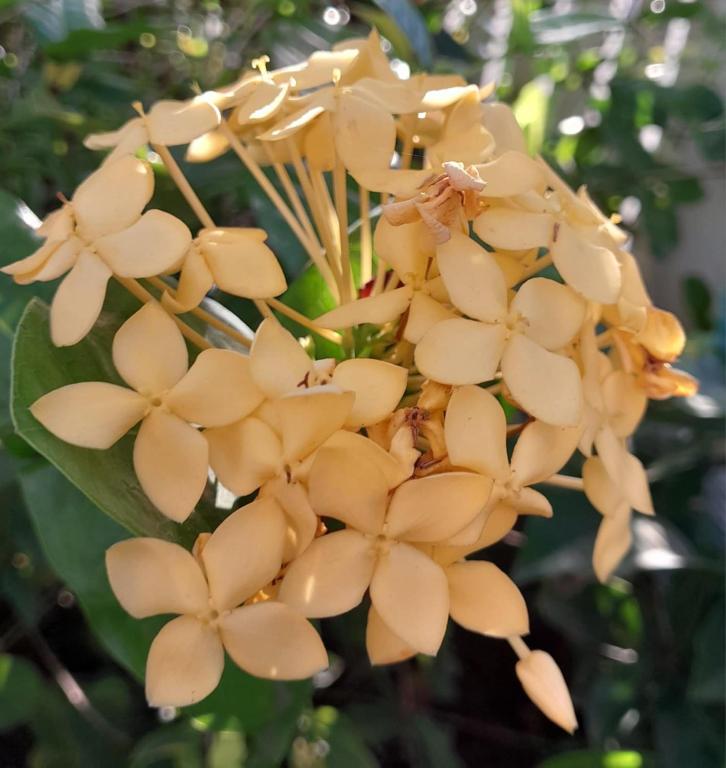 New Mavida Lodge, Levuka (updated prices 2025)