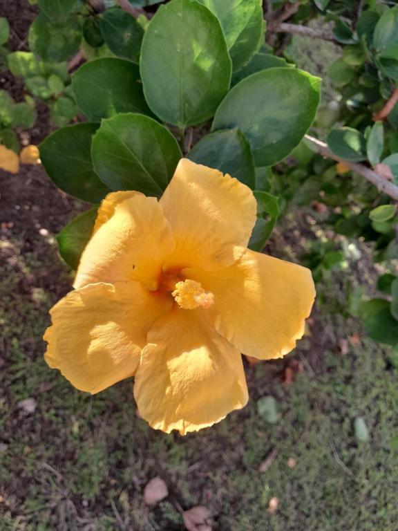 New Mavida Lodge, Levuka (updated prices 2025)