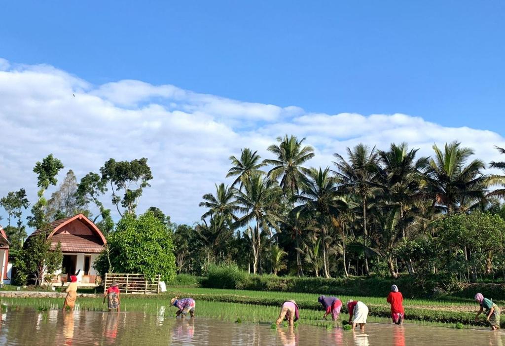 Bale Tetebatu, Tetebatu (updated prices 2024)