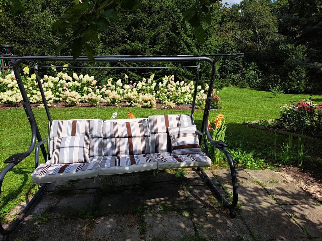 Minijos hortenzija, Kuliai (updated prices 2025)