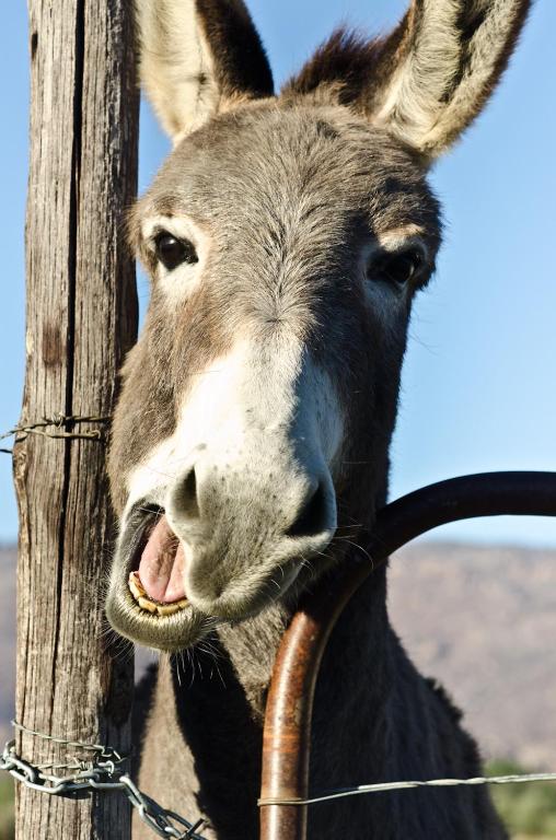 Alpha Excelsior Donkey camp, Cederberg (updated prices 2025)