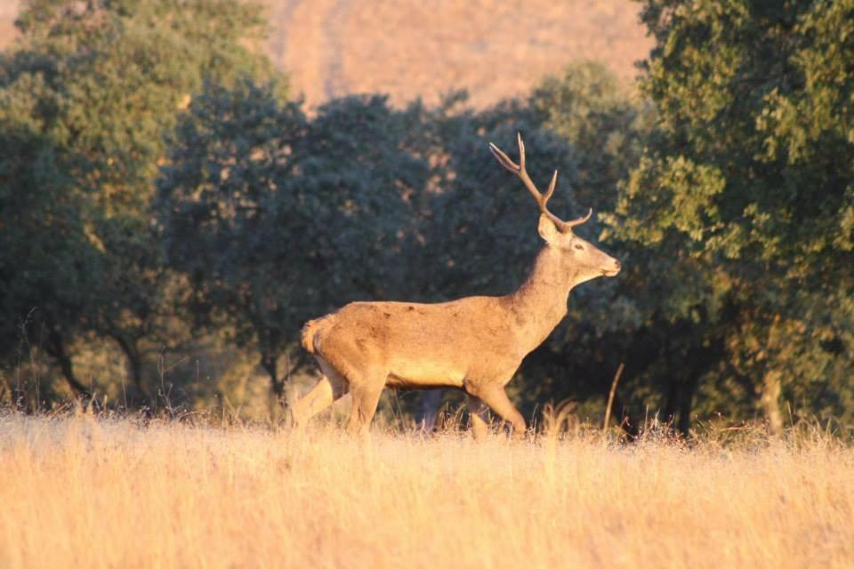 Monte Barata WildLife Tourism, Castelo Branco (updated prices 2025)