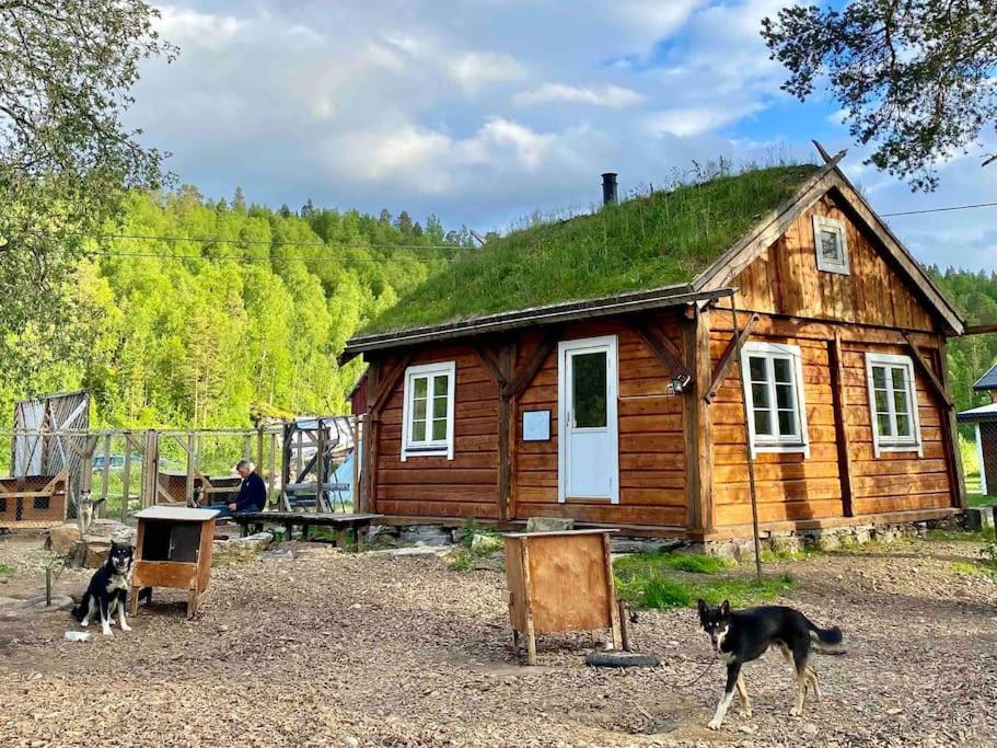 Husky farm cabin at OffTrack Experience, Øverbygd (updated prices 2025)