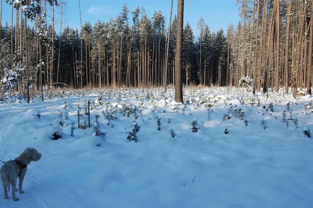 Pappelbaum, Vienna (updated prices 2026)