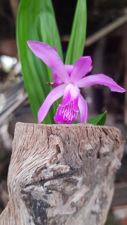 17-Solar Chaja, Chajarí (updated prices 2025)