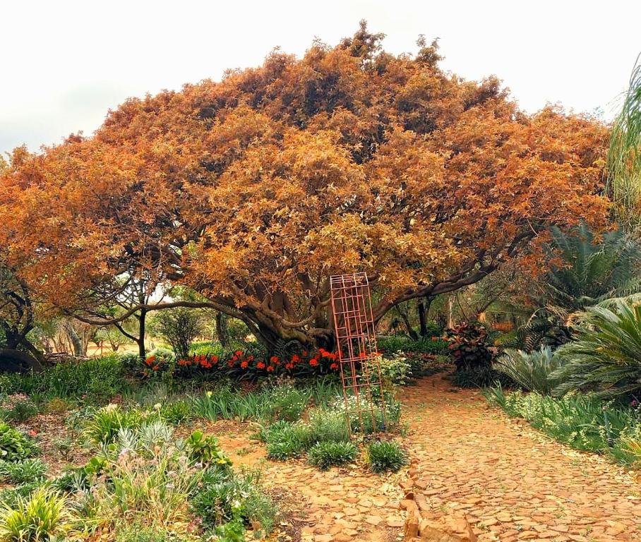 Wildevy Cottage, Lone Star Texas (updated prices 2026)