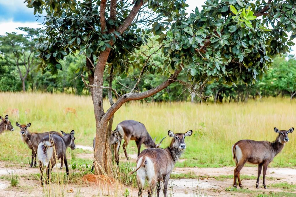 Baluba Game Resort, Luanshya (updated prices 2025)