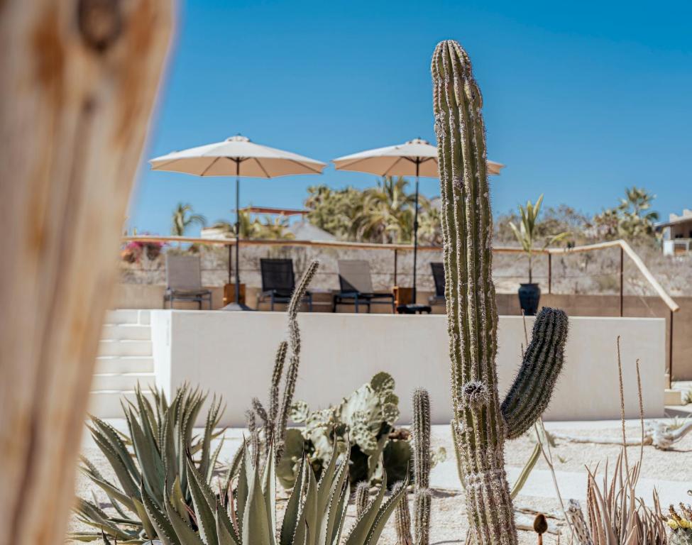 Baja Temple, Todos Santos (updated prices 2025)