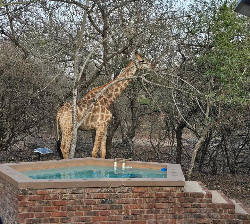 Dindingwe, Marloth Park (updated prices 2025)